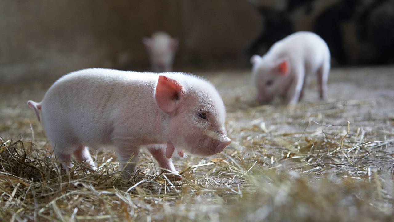 The Remarkable Intelligence and Emotional Depth of Pigs: A Call for ...